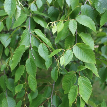 Sweet birch - cherry birch - mahogany birch - Betula lenta