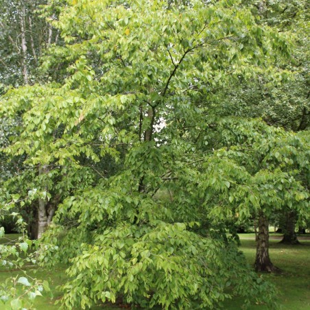 Sweet birch - cherry birch - mahogany birch - Betula lenta