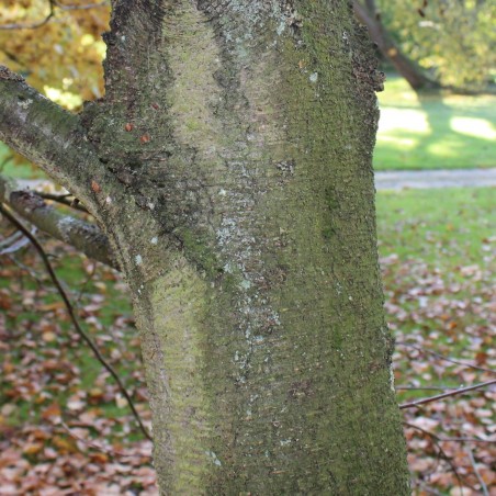 Sweet birch - cherry birch - mahogany birch - Betula lenta