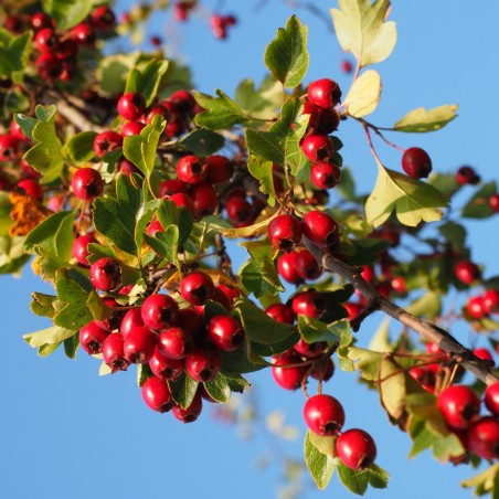 Aubépine rouge Paul's Scarlet - Crataegus laevigata Paul's Scarlet