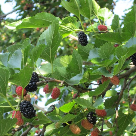 Korean Mulberry Mulle - Morus acidosa Mulle