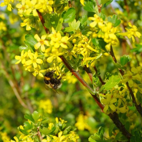 Golden currant - Ribes Odoratum