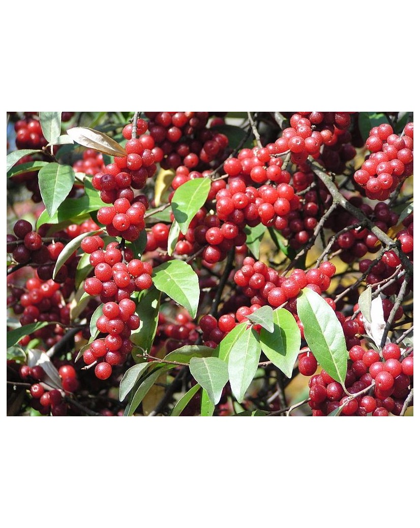 Chalef d’automne - Elaeagnus umbellata