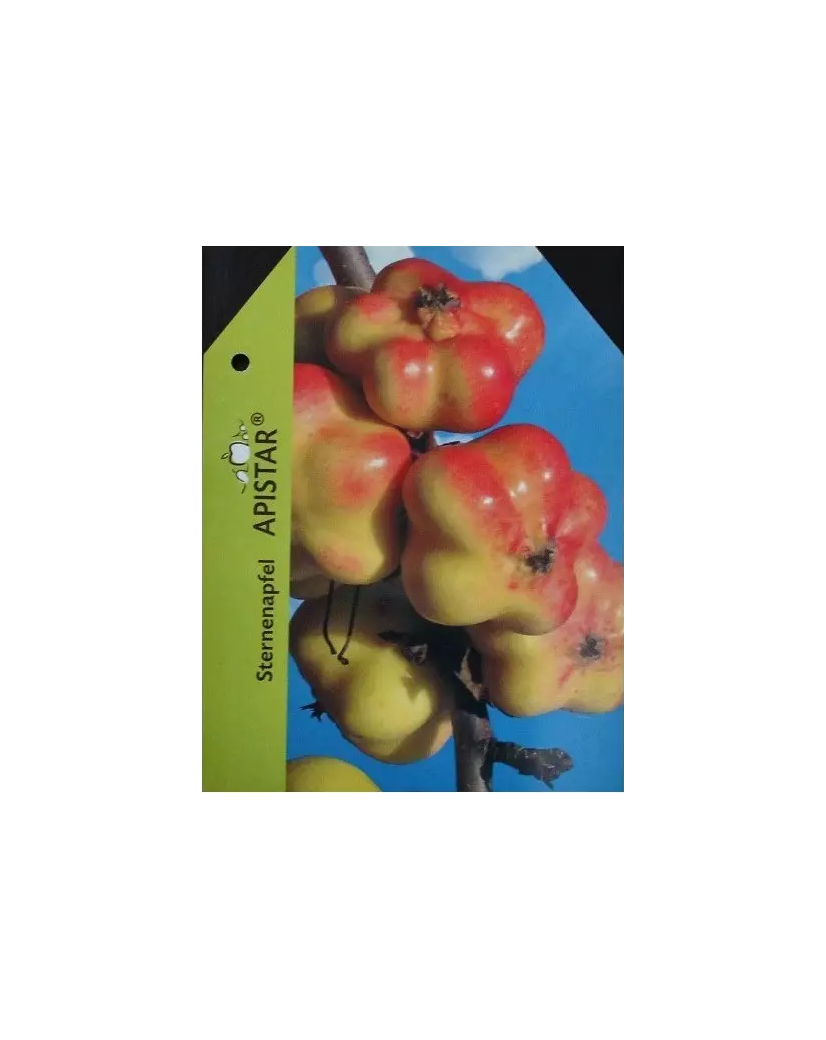 Apistar® apple tree - Malus domestica Apistar®