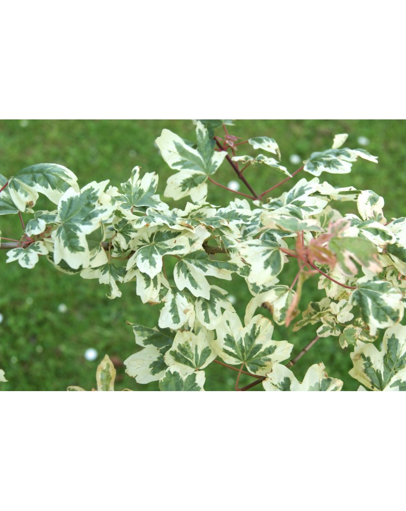 Carnival Hedge Maple - Acer campestre Carnival