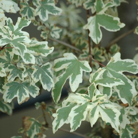 Carnival Hedge Maple - Acer campestre Carnival