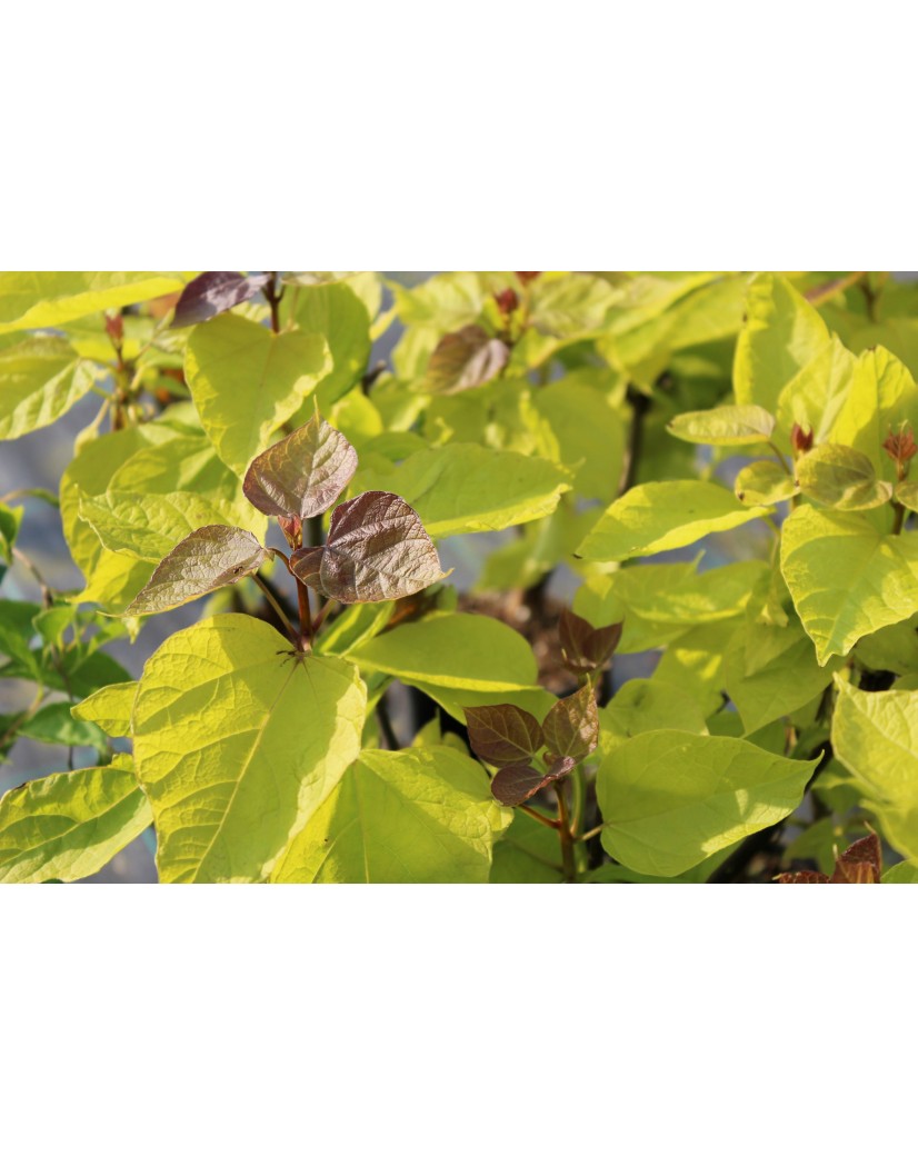 Golden indian bean tree - Catalpa bignonioides Aurea