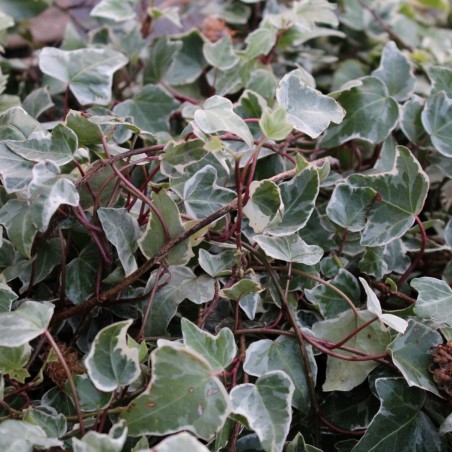 White-variegated Ivy Elegantissima - Hedera helix Marginata Elegantissima