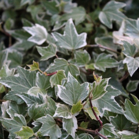 White-variegated Ivy Elegantissima - Hedera helix Marginata Elegantissima