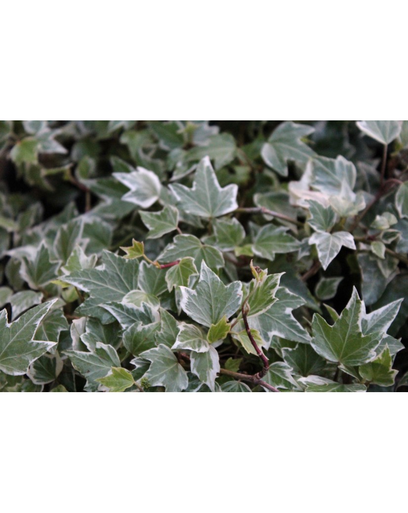 White-variegated Ivy Elegantissima - Hedera helix Marginata Elegantissima