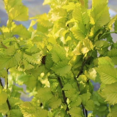 Golden elm Wredei - Ulmus carpinifolia Wredei