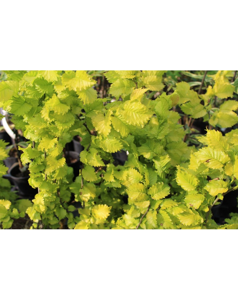 Golden elm Wredei - Ulmus carpinifolia Wredei