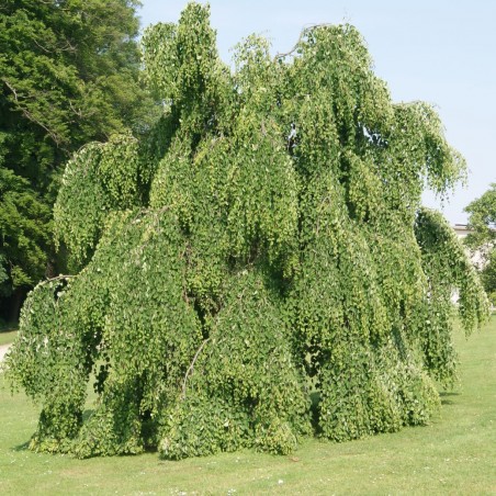 Pendulous Katsura - Weeping Katsura Tree - Cercidiphyllum Japonicum ...