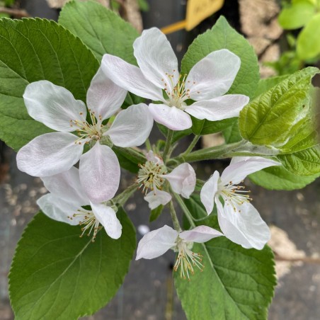 Red Devil apple tree - Malus domestica Red Devil