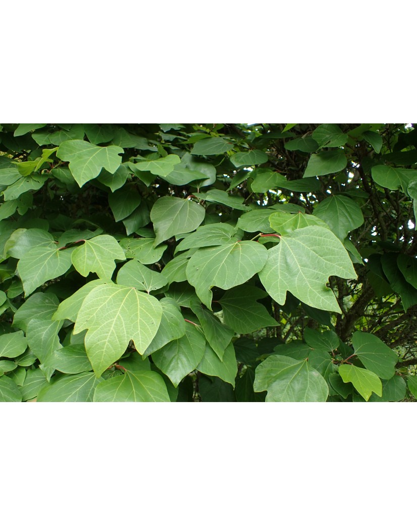 Blunt-lobed spice bush - Japanese spicebush - Lindera Obtusiloba