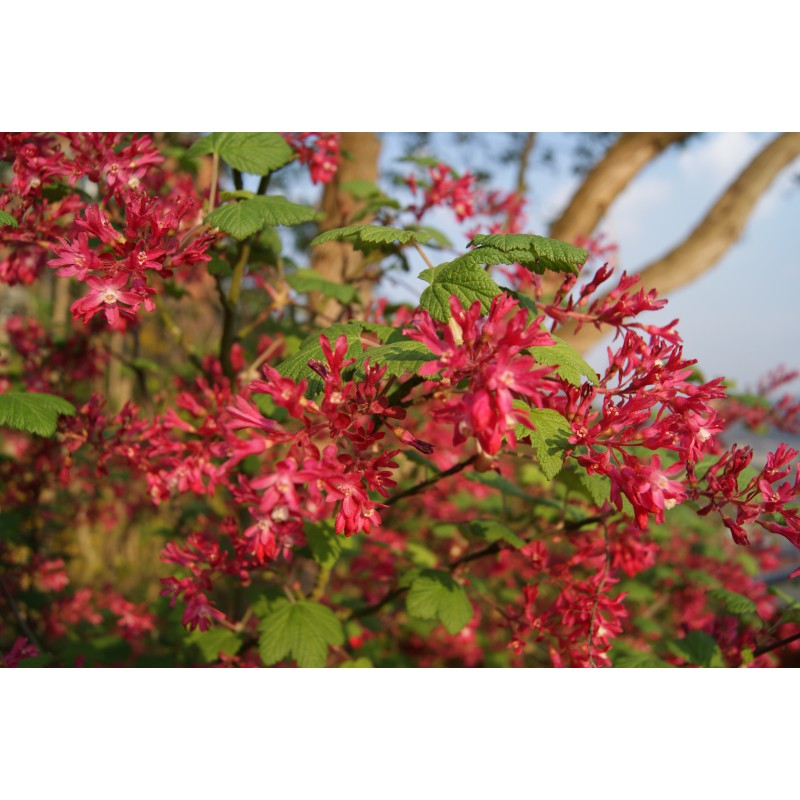 Flowering currant - Ribes sanguineum Pulborough Scarlet
