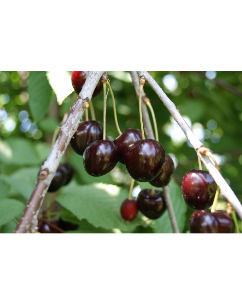 Stella Cherry tree - Prunus avium Stella