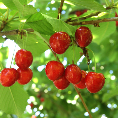 Montmorency cherry tree (Tart Cherry) - Prunus cerasus Griotte de ...
