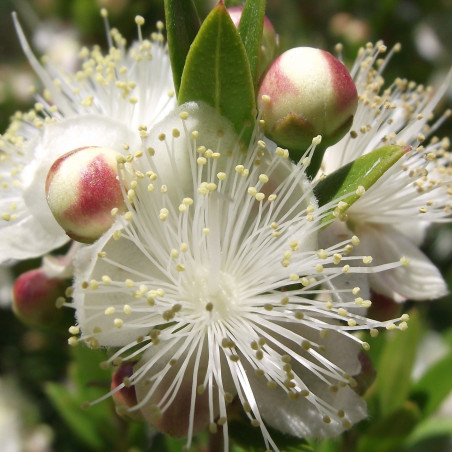 Variegated Myrtle - Myrtus communis Variegata