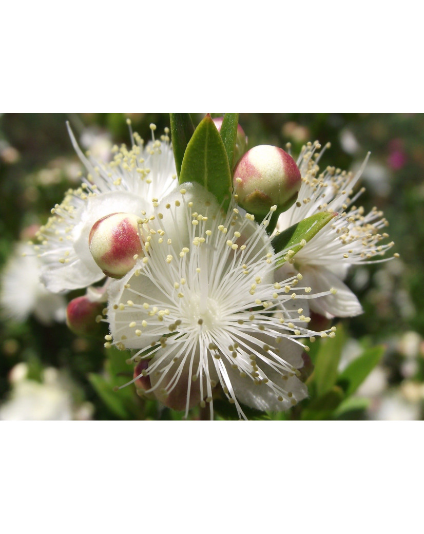 Variegated Myrtle - Myrtus communis Variegata