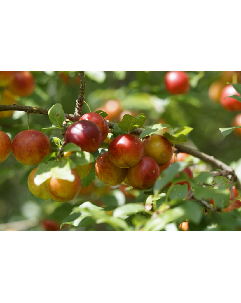 Prunier Reine Claude Crottée - Prunus domestica Reine Claude Crottée