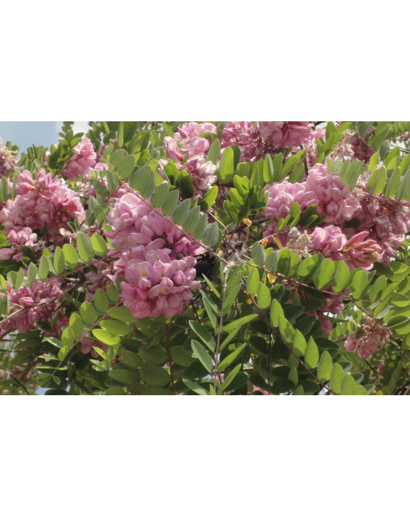 Pink-flowered locust tree - Robinia Margaretta Georgia da Torino®