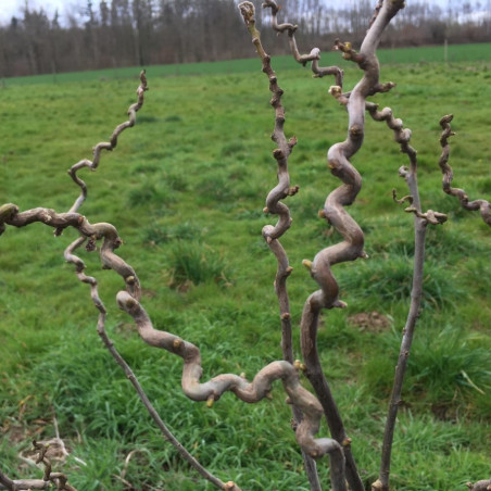 Robinier tortueux - Acacia tortueux - Robinia pseudoacacia Tortuosa