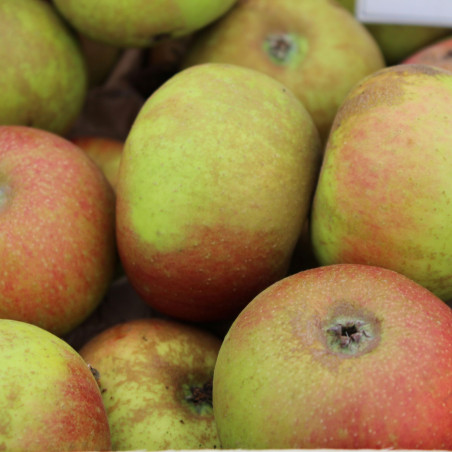 Reinette de France apple tree - Malus domestica Reinette de France