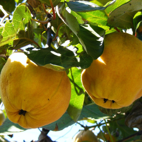 Kweepeerboom van Portugal - Cydonia oblonga Du Portugal