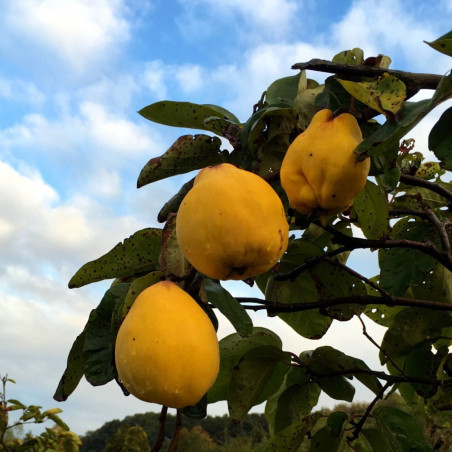 Kweepeerboom van Portugal - Cydonia oblonga Du Portugal