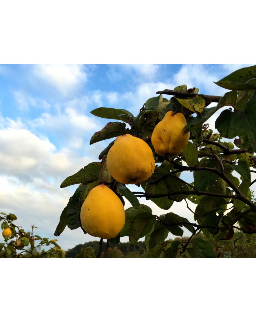 Portugal Quince - Cydonia oblonga Du Portugal