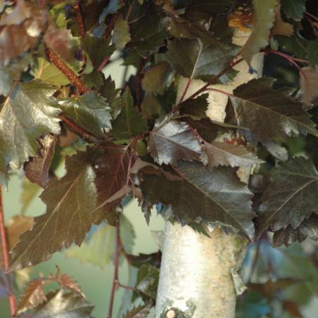 Royal Frost purple birch - Betula Pendula Royal Frost