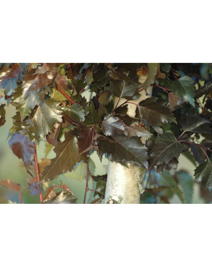 Royal Frost purple birch - Betula Pendula Royal Frost