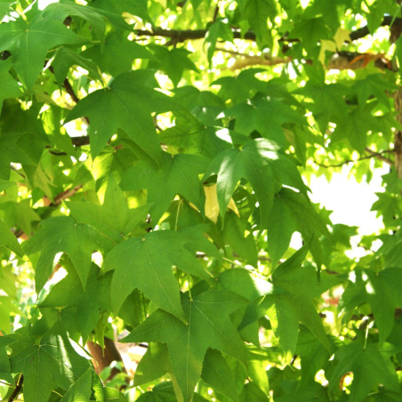 Amberboom Lane Roberts - Liquidambar styraciflua Lane Roberts