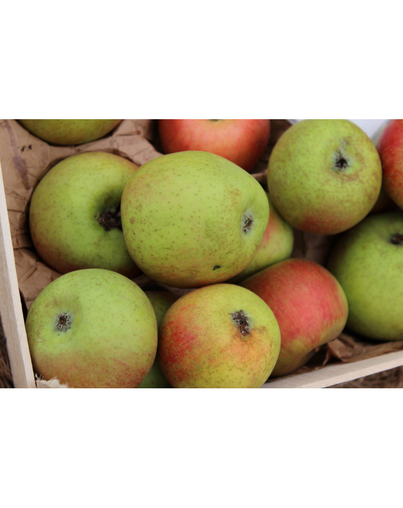 Reinette de Chênée appelboom - Malus domestica Reinette de Chênée