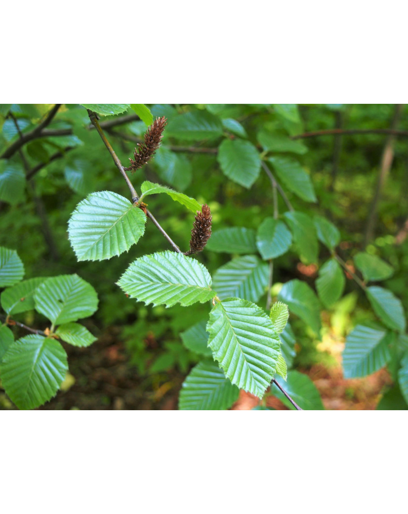 Transkaukasische berk - Betula medwediewii