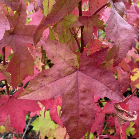 Amberboom Lane Roberts - Liquidambar styraciflua Lane Roberts