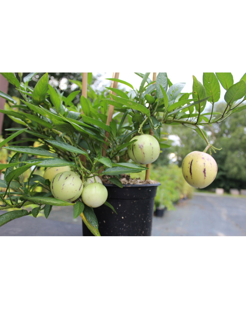 Pepino, Melon Pear - Solanum Muricatum
