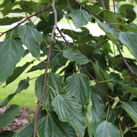 Japanese raisin tree - Hovenia dulcis - tree