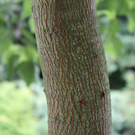 Japanese raisin tree - Hovenia dulcis - tree