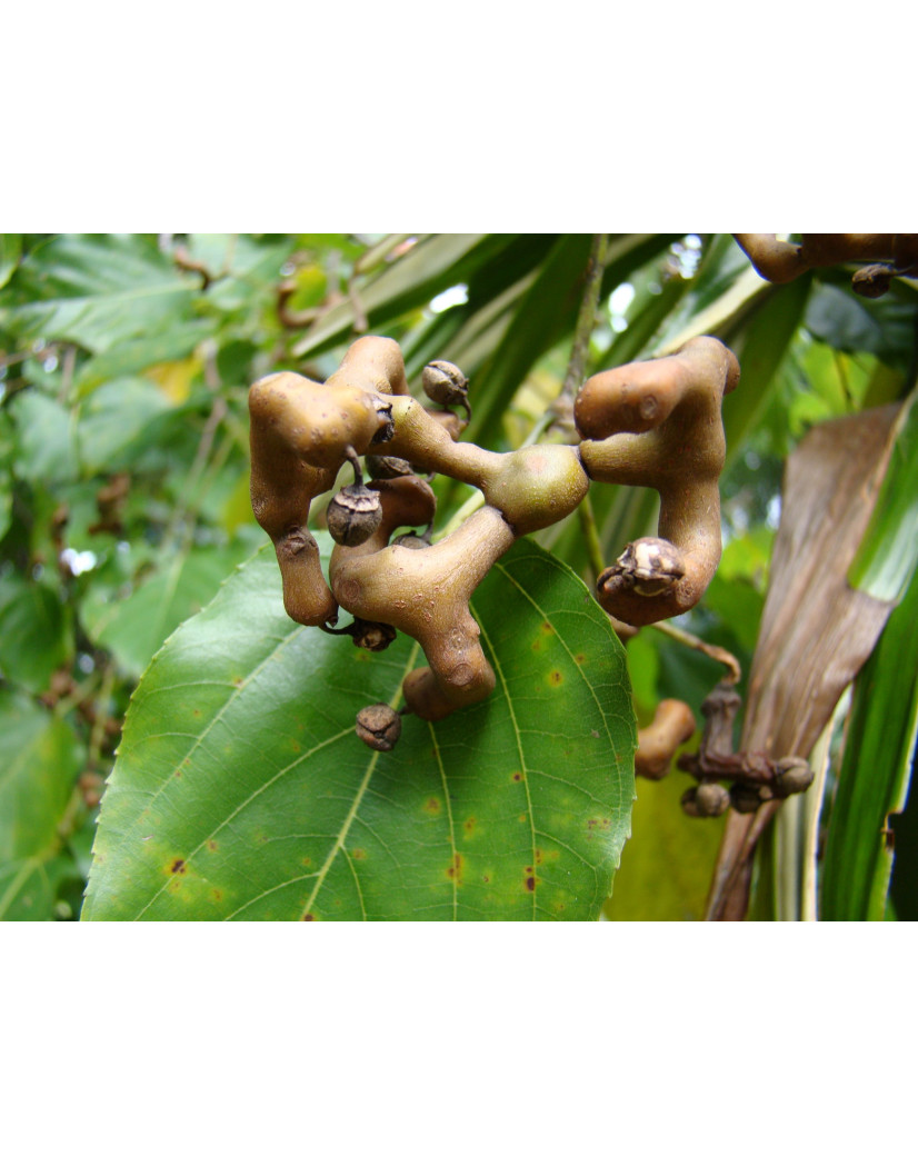 Japanese raisin tree - Hovenia dulcis - tree