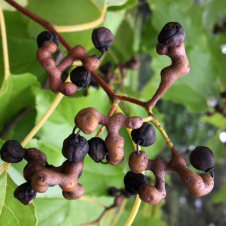 Japanese raisin tree in 5 liter pot - Hovenia dulcis - tree