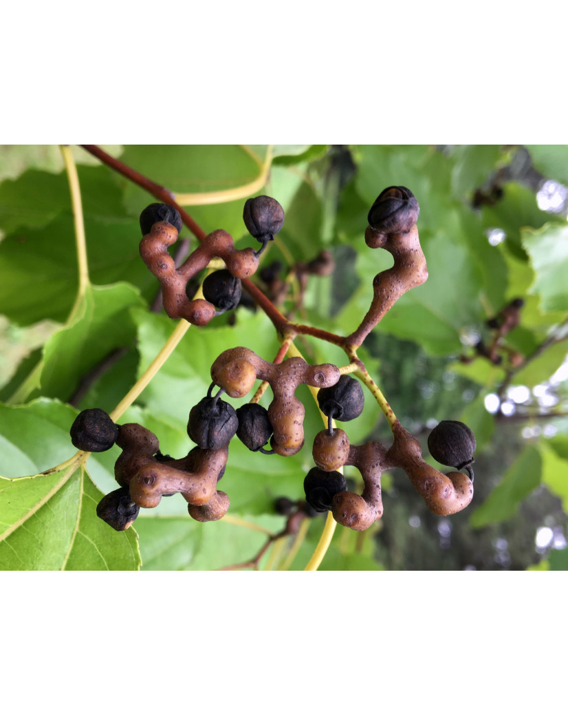 Japanese raisin tree in 5 liter pot - Hovenia dulcis - tree