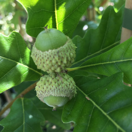 Columnar English Oak Regal Prince - Quercus robur Regal Prince