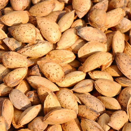 Amandier Robijn - Prunus Dulcis Robijn