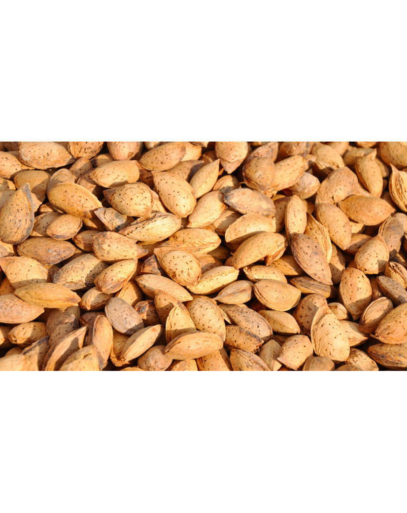 Almond tree Robijn - Prunus Dulcis Robijn