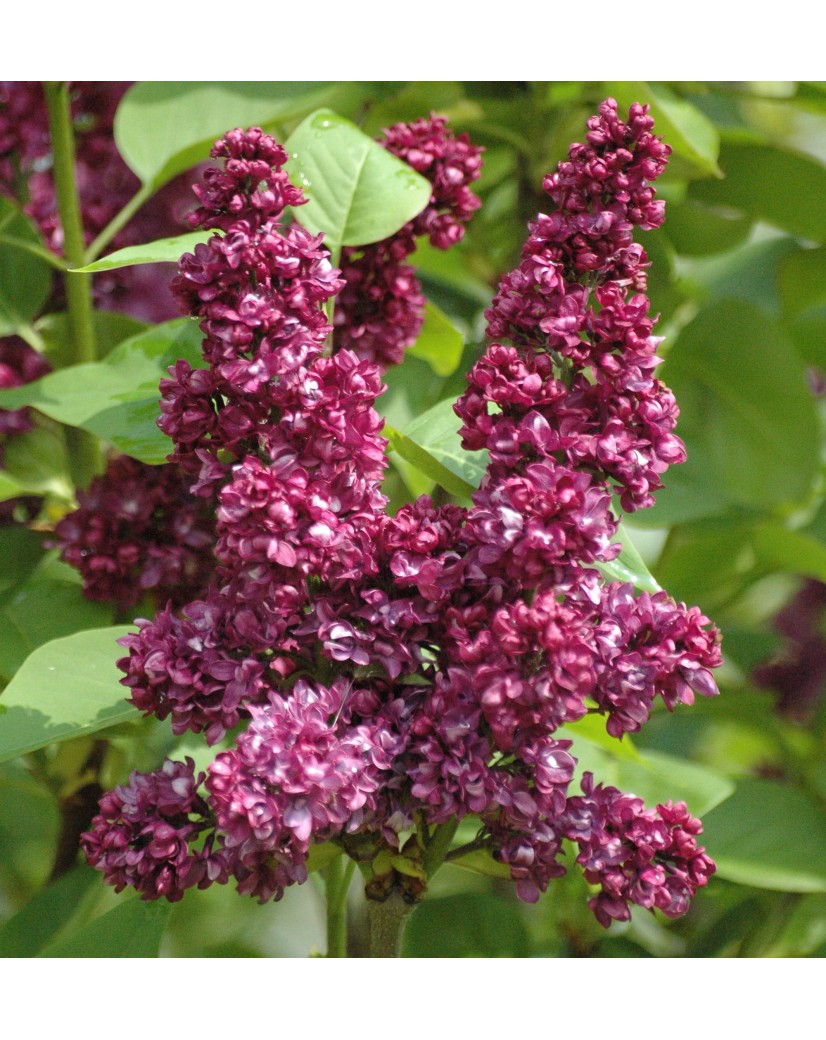 Steenlinde - Phillyrea angustifolia