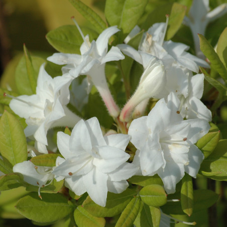Chinese Azalea Whitethroat - Azalea Knap-Hill Whitethroat