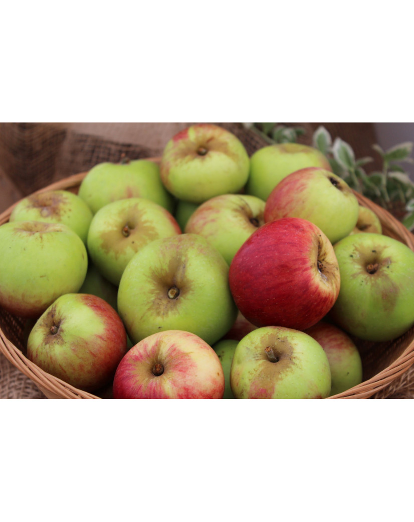 Dwarf Cherry Carmine Jewel - Prunus cerasus Carmine Jewel