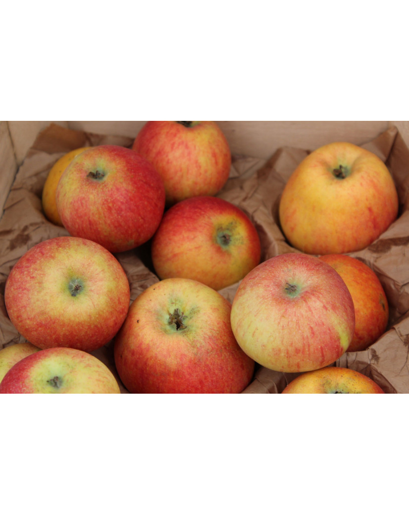 Dwarf Cherry Carmine Jewel - Prunus cerasus Carmine Jewel